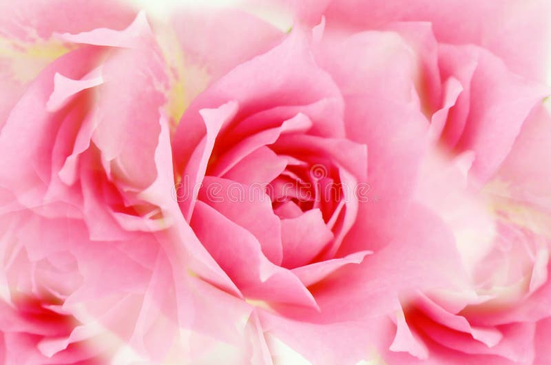 Pretty pink rose. stock photo. Image of occasion, closed - 48724482