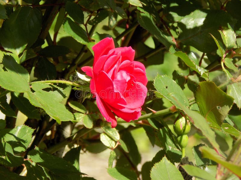 Pretty pink rose stock photo. Image of flowers, pink - 93380606