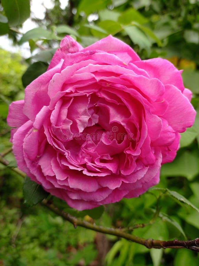 Pretty pink rose image stock image. Image of flower - 222967519