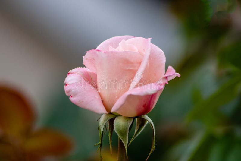 Pretty pink rose stock photo. Image of floral, bright - 137690890