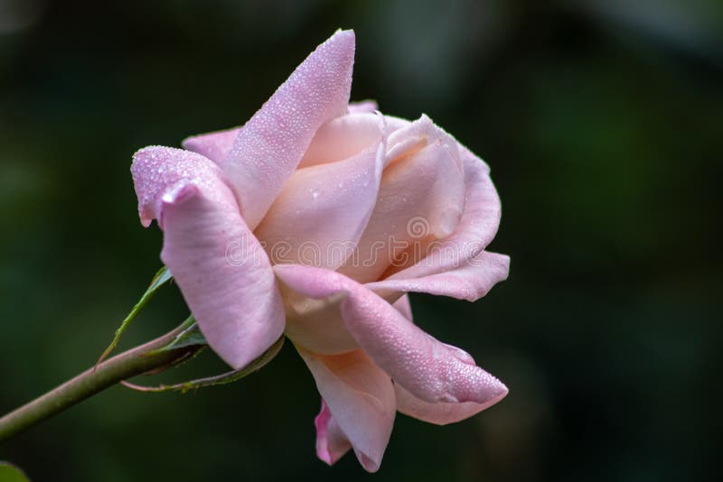 Pretty pink rose stock photo. Image of pink, floral - 137691032