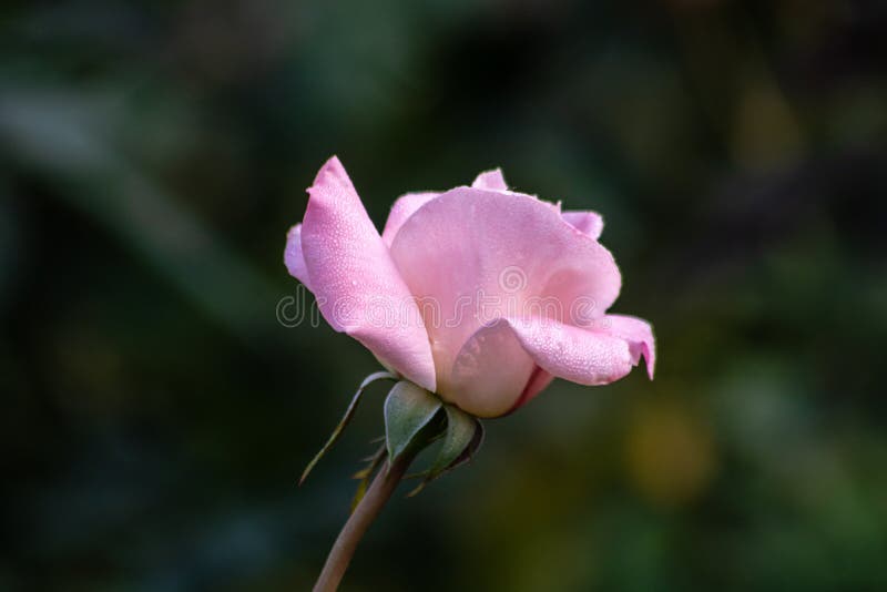 Pretty pink rose stock photo. Image of bloomimg, flowers - 137691042