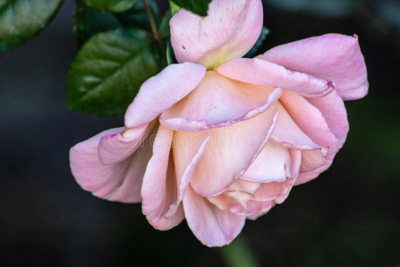 Pretty pink rose stock image. Image of pretty, flower - 202507311