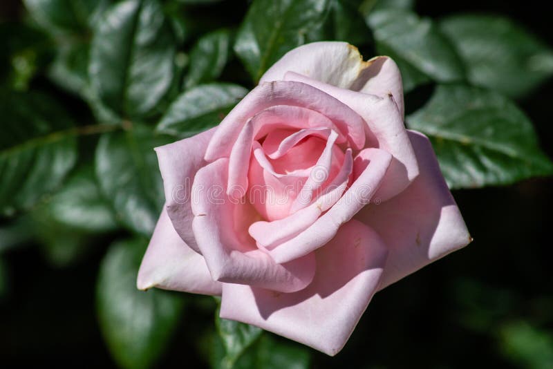 Pretty pink rose stock image. Image of environment, bright - 202507525