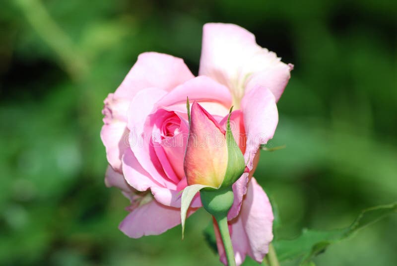 Pretty Pink Rose and Rose Bud in Bloom Stock Photo - Image of ...