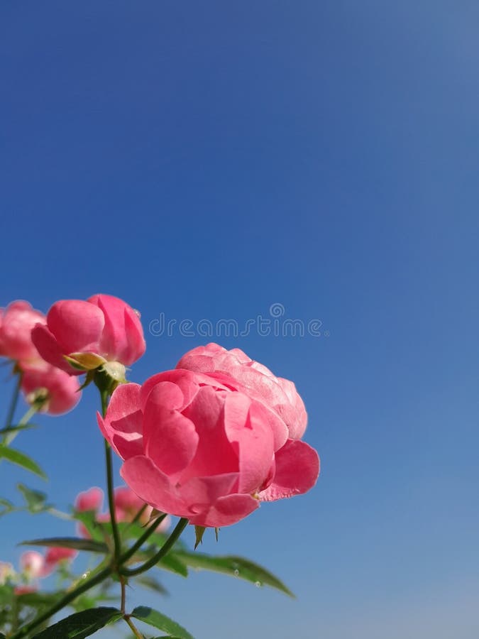 Pretty Pink Roses in the Back Garden Stock Photo - Image of pink ...