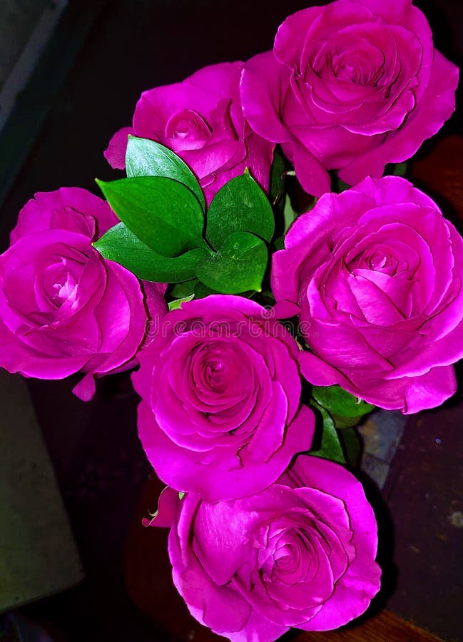 Pretty in pink roses stock image. Image of roses, flower - 250291931