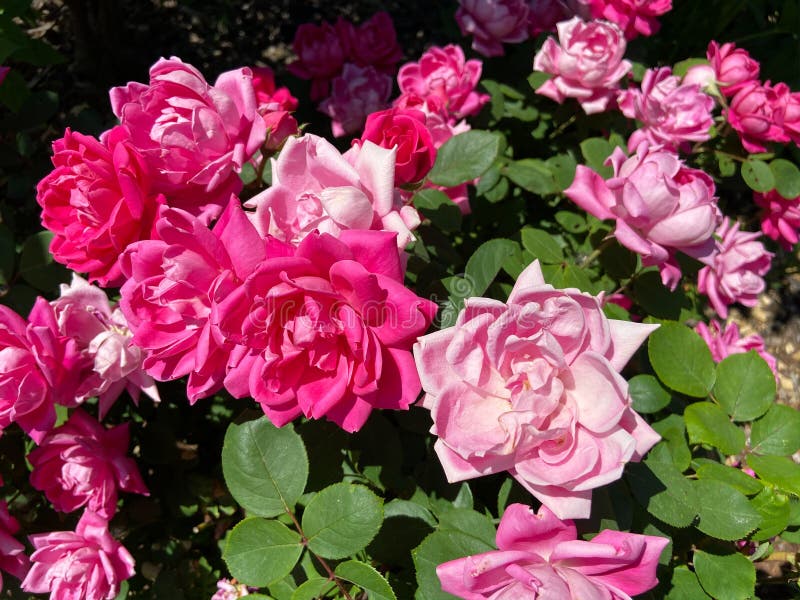 Pretty Pink Roses in Spring Stock Photo - Image of spring, leaves ...