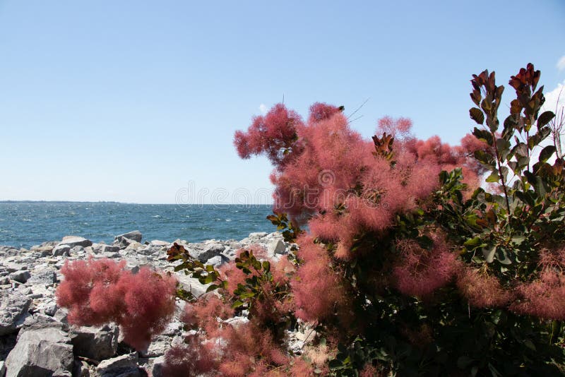 Pretty Pink Shrub by the Lake Stock Image - Image of pink, ontario ...