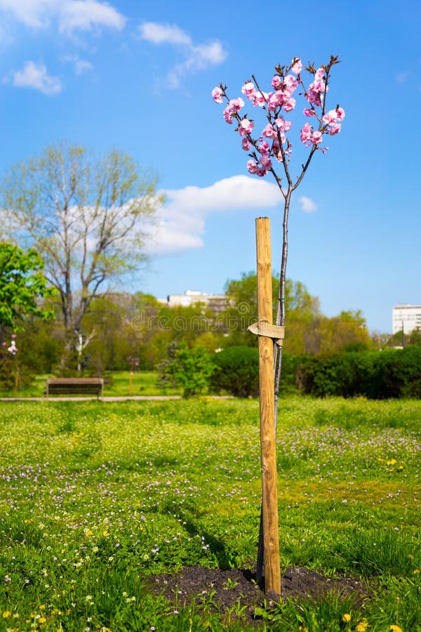 291 Cherry Tree Sapling Stock Photos - Free & Royalty-Free Stock Photos ...