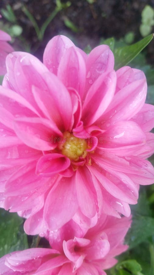 Flower stock photo. Image of flower, plant, pretty, pink - 119662796