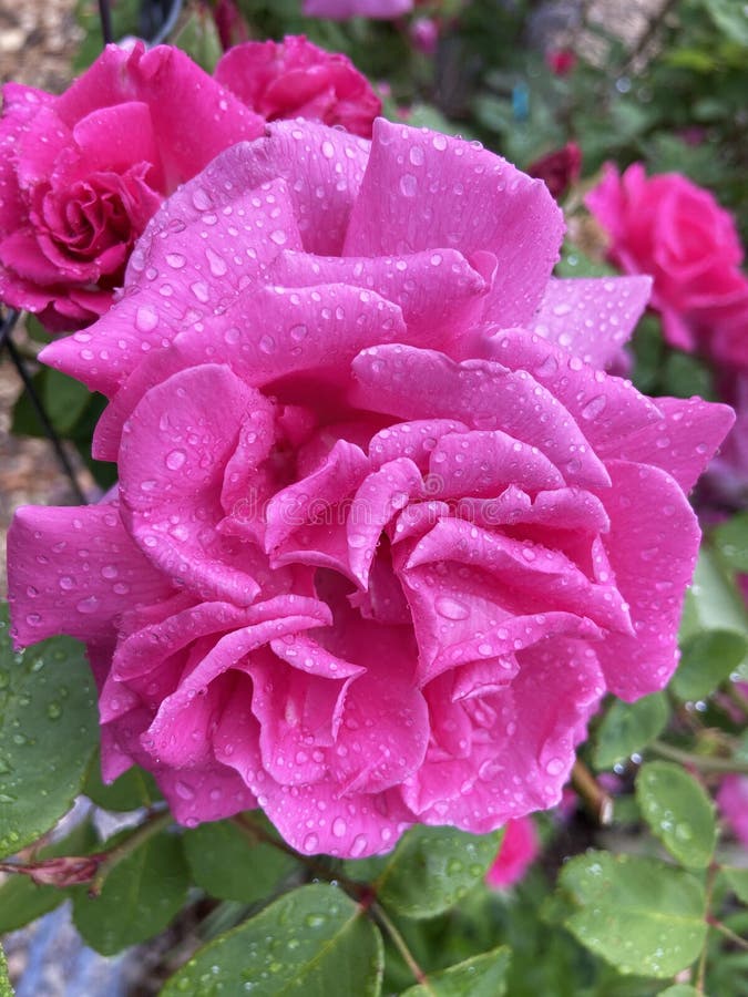 Pretty Pink Wet Rose in May in Spring Stock Image - Image of beautiful ...