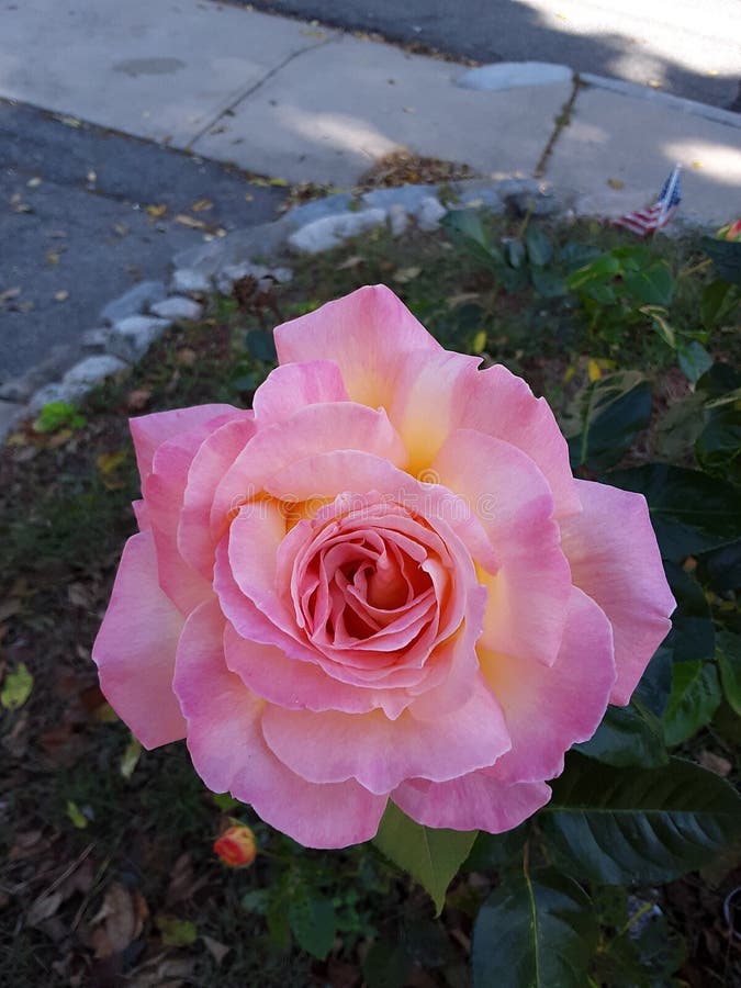 Pinky Stock Photos - Download 3,325 Royalty Free Photos