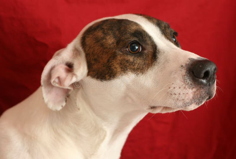 Pretty Pit Picture. Image: 1432374