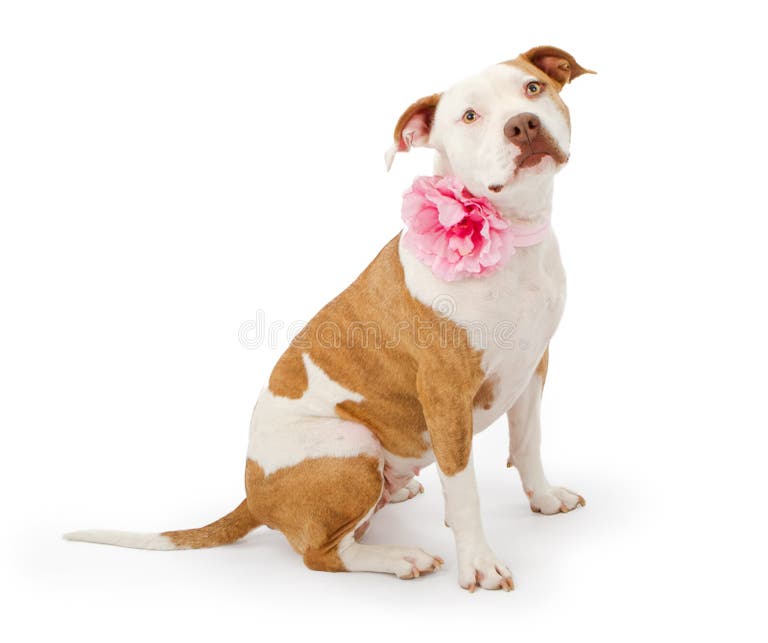 Pretty Pit Bull Terrier Dog Stock Image - Image of white, mammal: 20942287