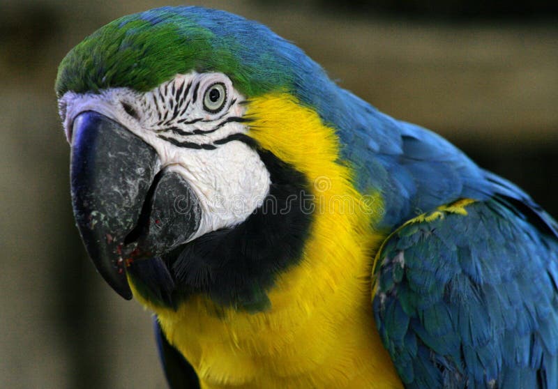 Pretty Polly stock image. Image of feather, curious, green - 3020195