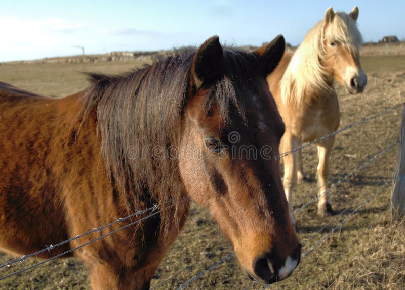 Pretty ponies stock image. Image of pretty, beauty, country - 624777