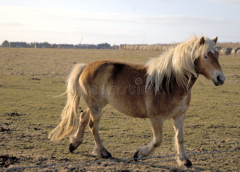 Pretty Pony stock image. Image of pony, mane, move, beauty - 623349
