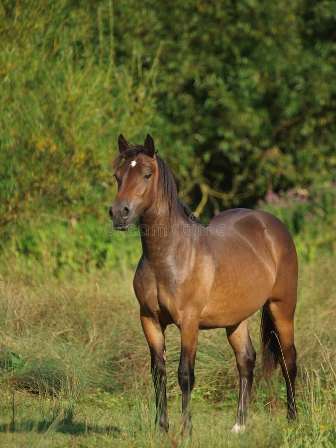 Pretty Pony stock photo. Image of beauty, paddock, pasture - 170703140