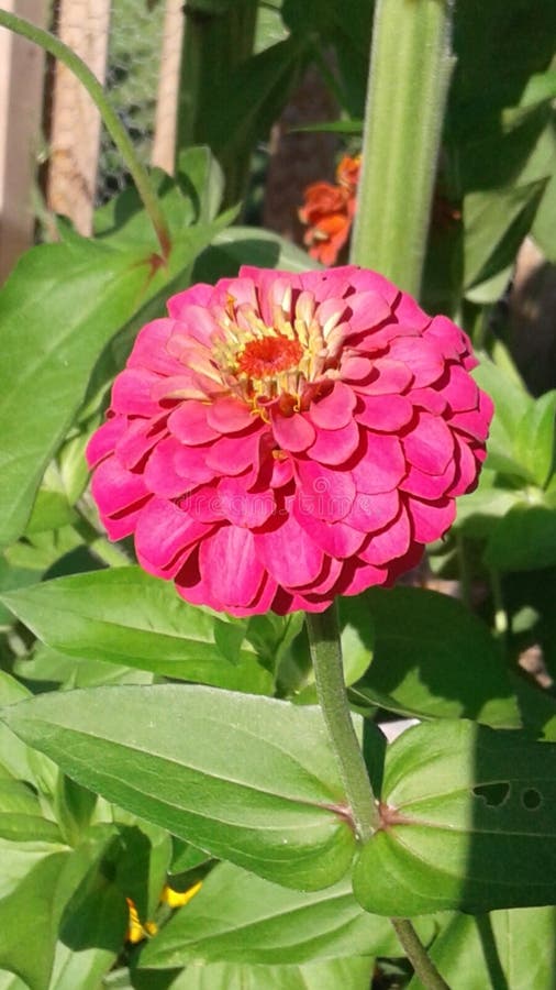 Pretty in Poppin Pink stock image. Image of poppin, wildflower - 77476329