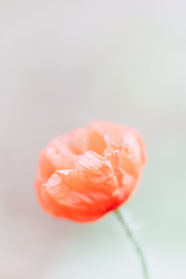 Pretty poppy alone stock photo. Image of plant, grass - 184267674