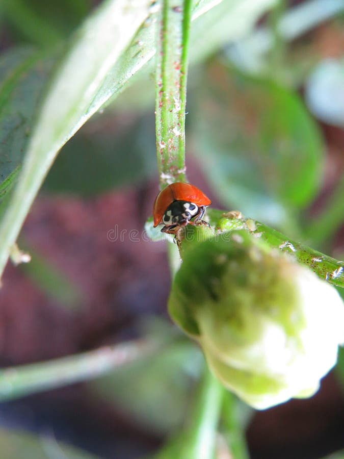 Ladybug stock photo. Image of flowers, pretty, ladybug - 114988288