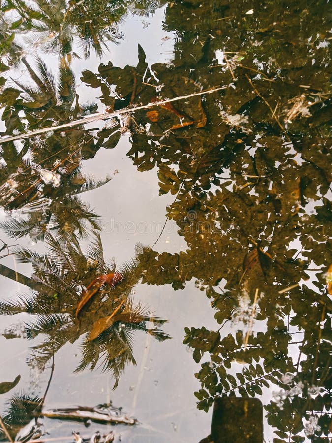 Pretty Puddles Cast Shadows on Plants Stock Image - Image of cast ...