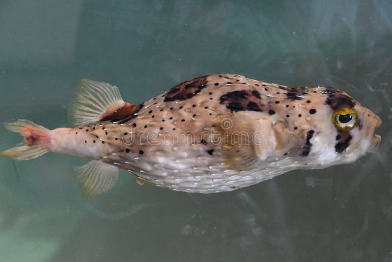 Pufferfish in Water stock image. Image of sealife, animal - 259010119