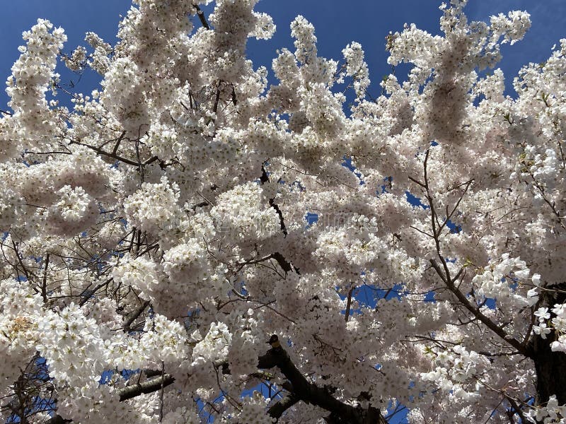 Pretty Puffy White Cherry Blossom Tree in March in Spring Stock Photo ...