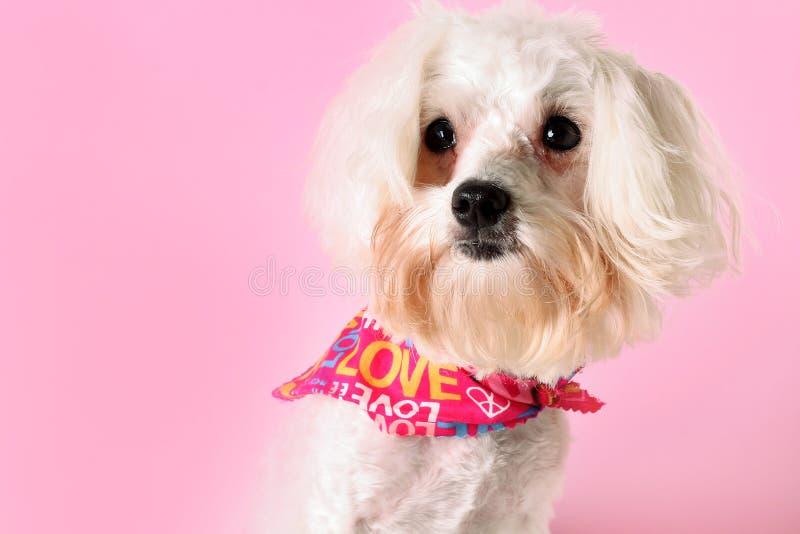 Pretty pup in pink stock image. Image of puppy, love - 11779251