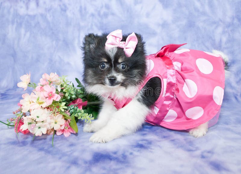 Pretty Puppy stock image. Image of calendar, flower, fuzzy - 37716939