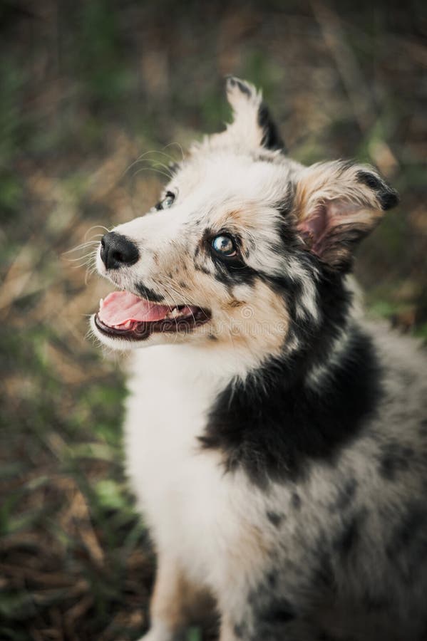 Pretty puppy border collie stock image. Image of charles - 49216319