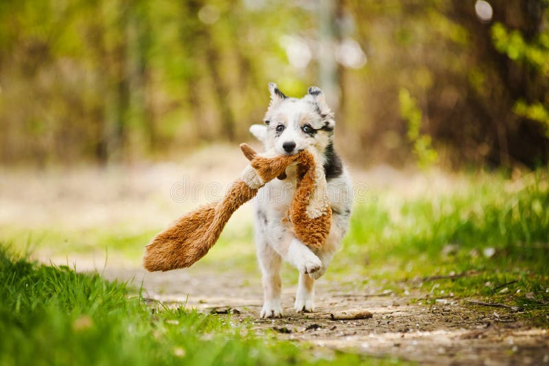 Pretty puppy border collie stock photo. Image of front - 49215268