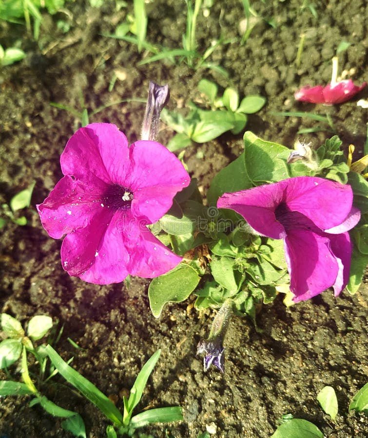 Pretty in Purple stock photo. Image of pretty, herb - 250291410