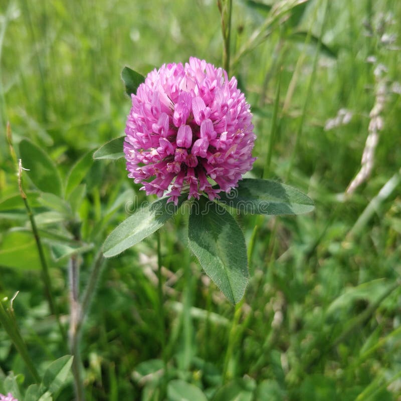 Clover - Purple Clover Flower - Wildflower Stock Photo - Image of lawn ...