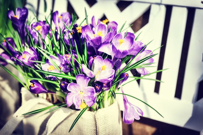 Pretty purple crocuses stock photo. Image of floral, green - 55286190