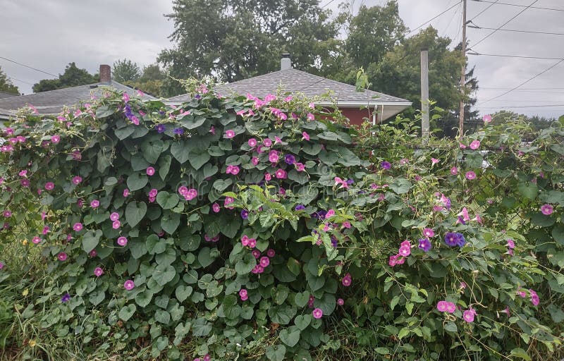 Pretty Purple Flowers Morning Glory Stock Photo - Image of flowers ...