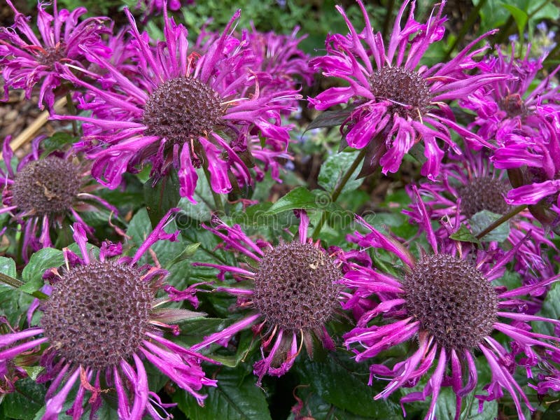 Pretty Purple Flowers in Spring in June Stock Image - Image of flowers ...
