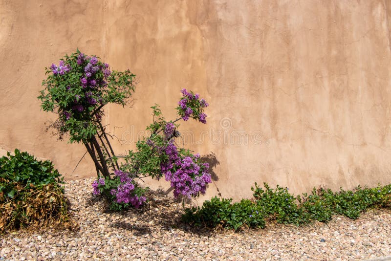 Pretty Purple Lilacs in Bloom on a Spring Day in New Mexico Stock Photo ...