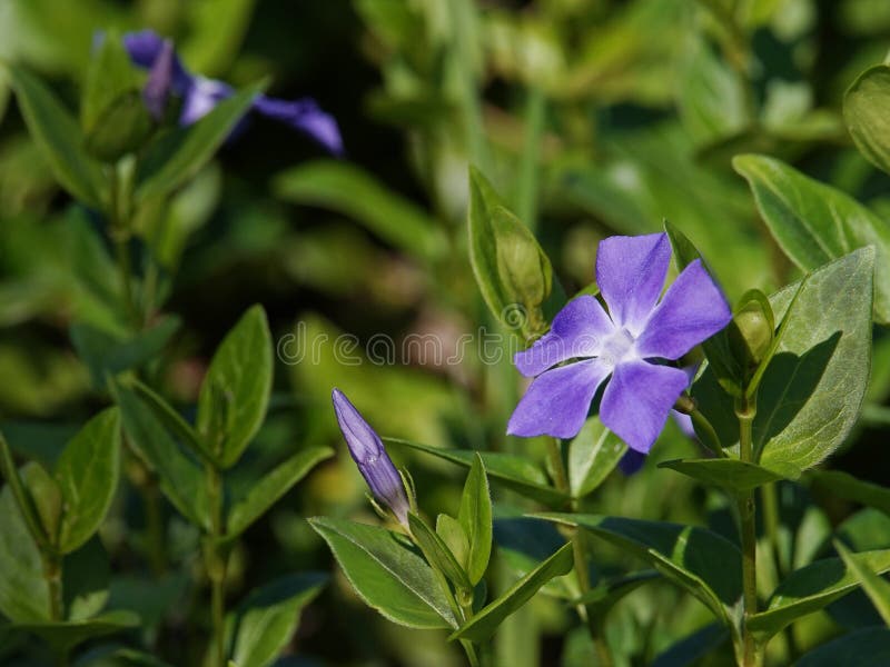 Pretty Purple Periwinkle Flower with Copy Space Stock Image - Image of ...