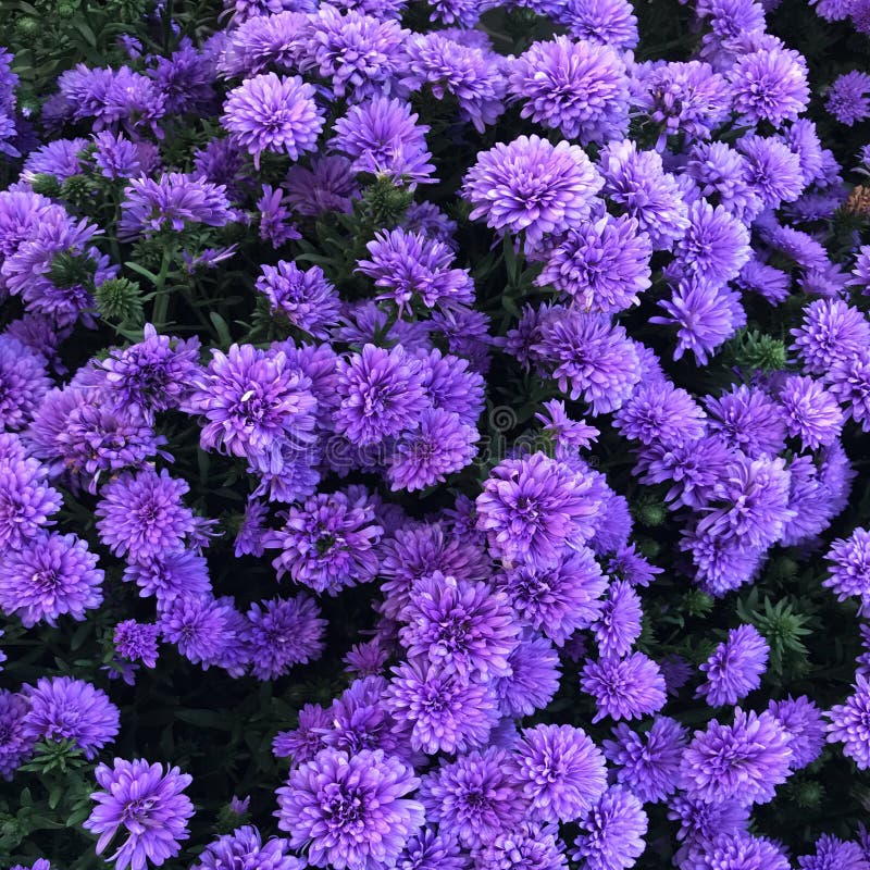 Pretty purple stock image. Image of pretty, flower, flowers - 105134537