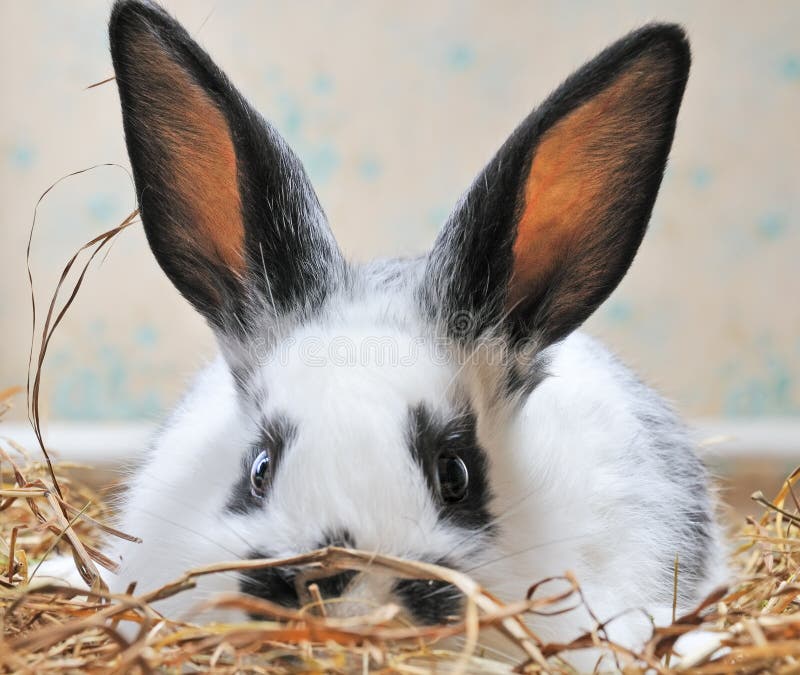 Cute little bunny stock image. Image of brute, cute - 111778503