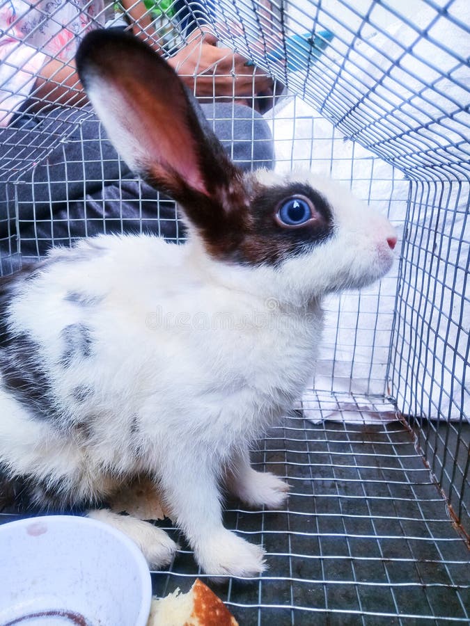 A pretty rabbit stock photo. Image of blue, eyes, animal - 222206146