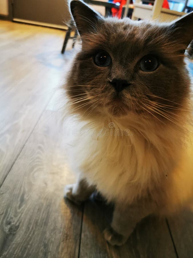 Pretty Ragdoll Kitten in Miniature Hammock Stock Image - Image of cats ...