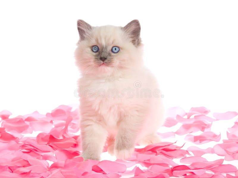 Pretty Ragdoll Kitten on Pink Rose Petals Stock Photo - Image of mitted ...