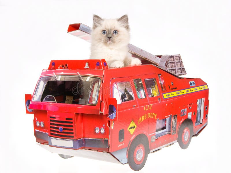 Ragdoll Kitten Red Fire Truck Stock Photos - Free & Royalty-Free Stock ...