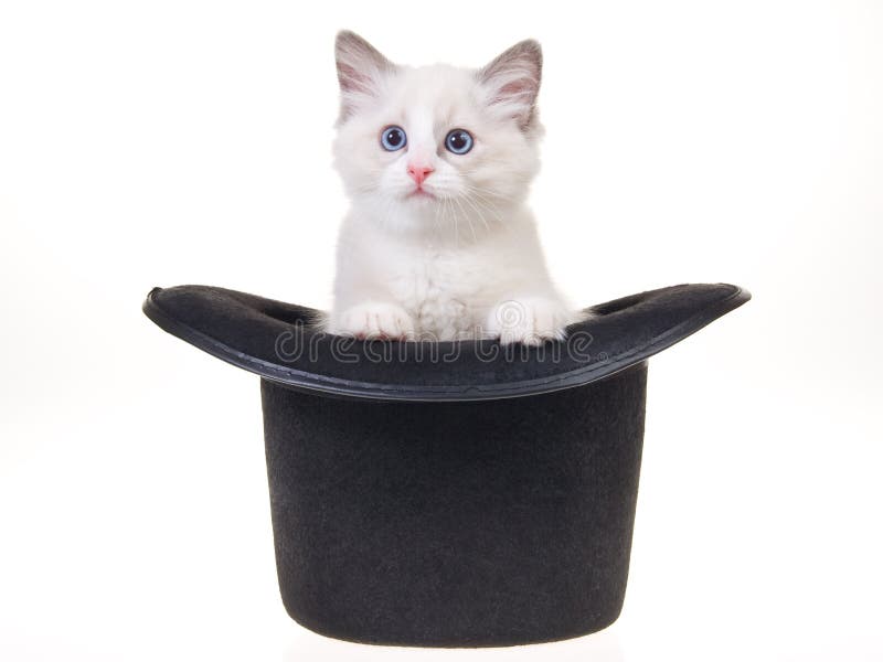 244 Kitten Top Hat Stock Photos - Free & Royalty-Free Stock Photos from ...