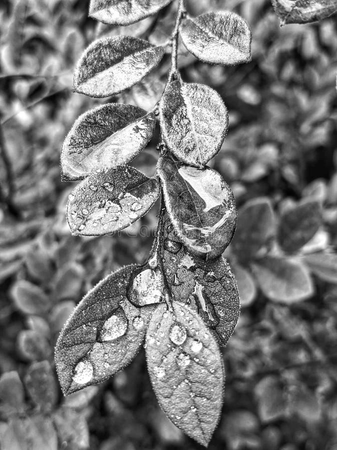 Pretty Raindrops on the Leafs Stock Image - Image of purity, rain ...