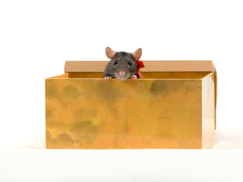Ratty Box