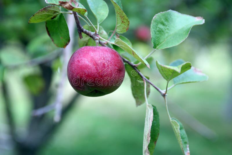 Pretty Red Apple on a Tree Branch Stock Photo - Image of solitary ...